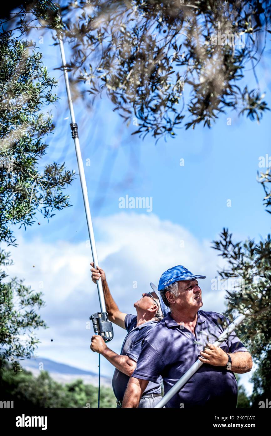 olive picking and processing Stock Photo - Alamy