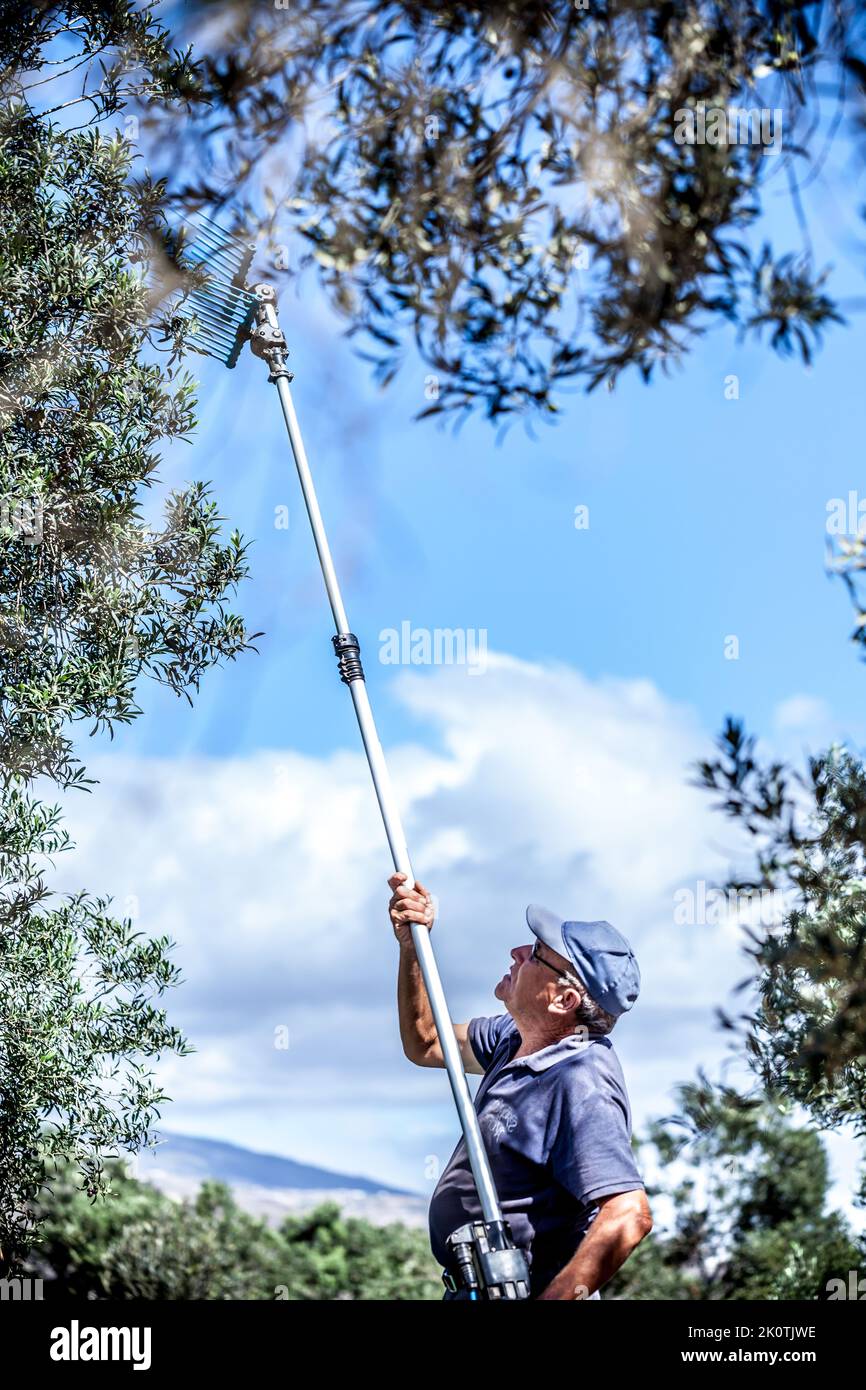 olive picking and processing Stock Photo - Alamy