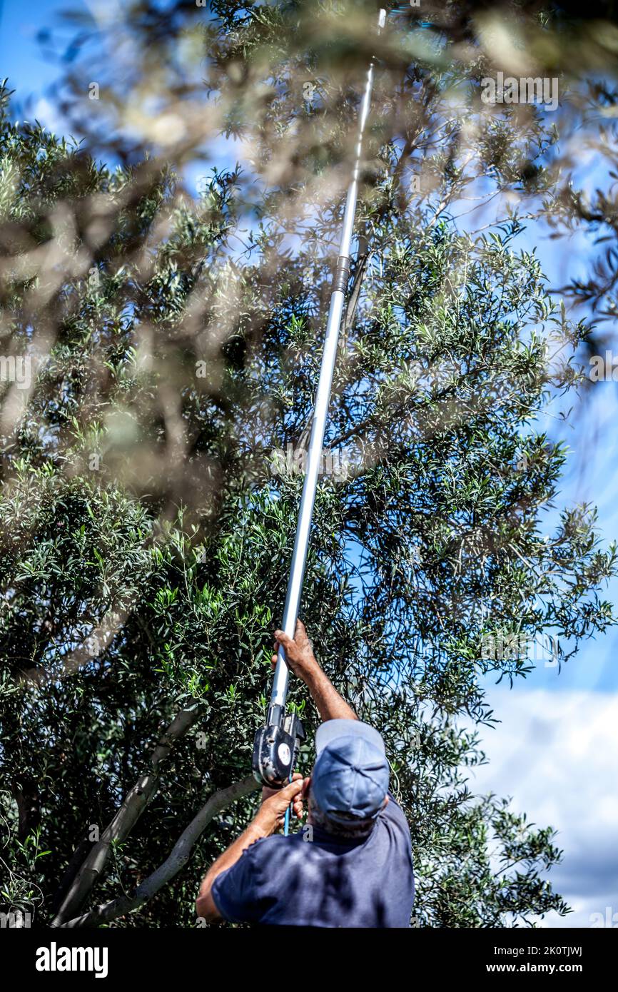 olive picking and processing Stock Photo - Alamy