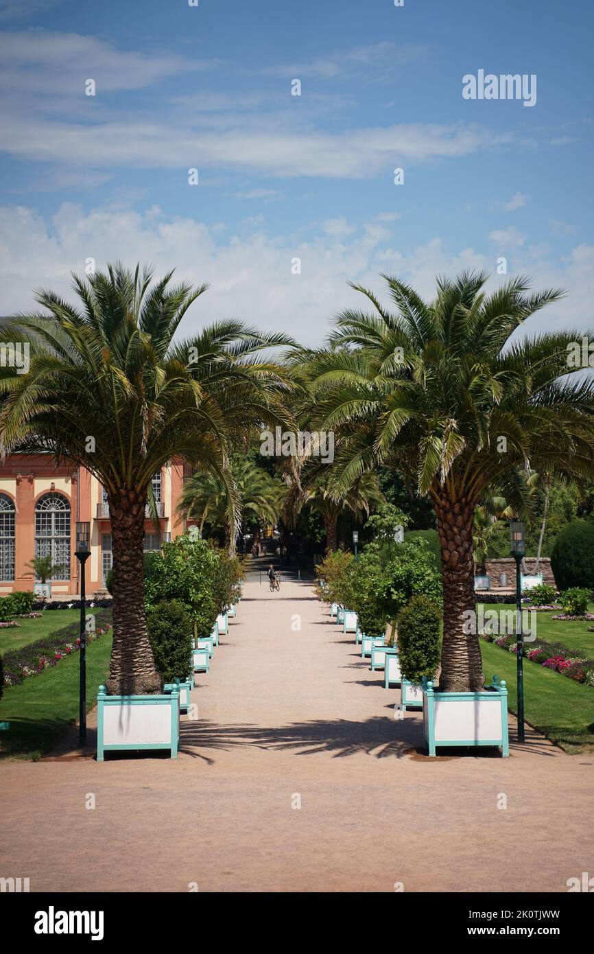Palm trees path way hi-res stock photography and images - Alamy