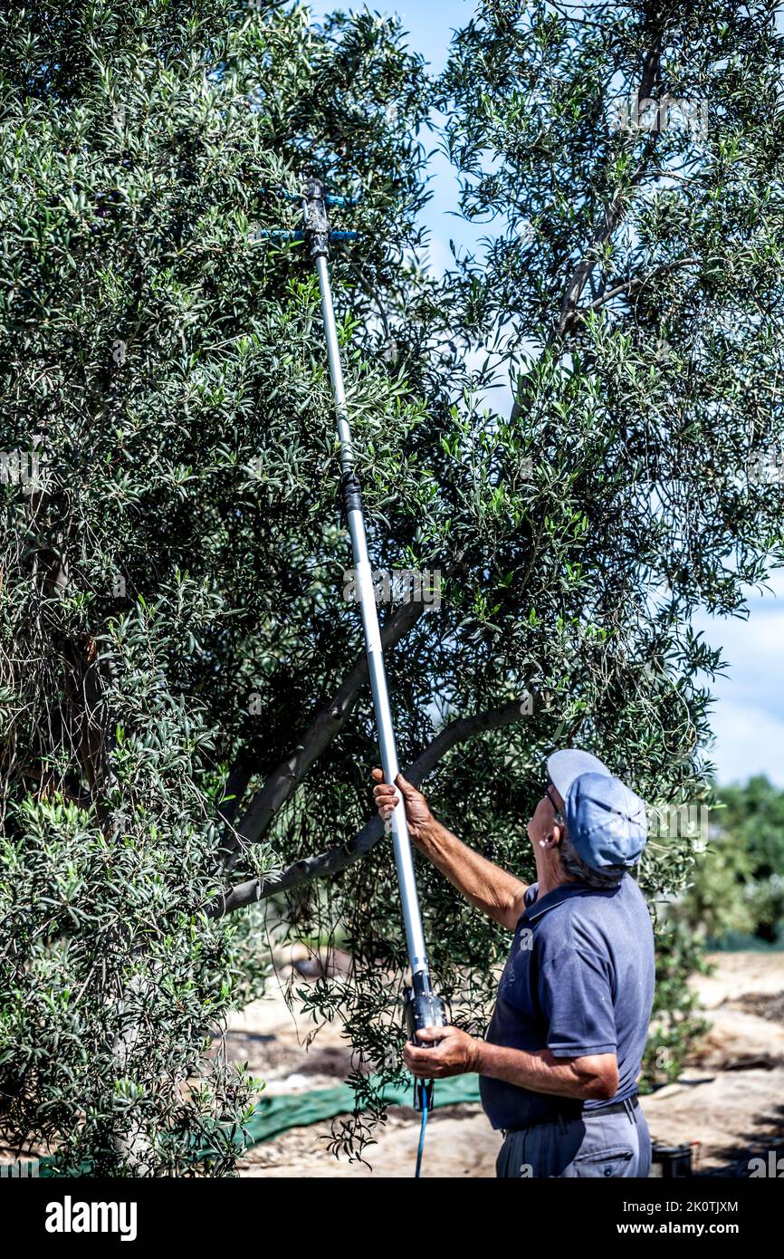 olive picking and processing Stock Photo - Alamy