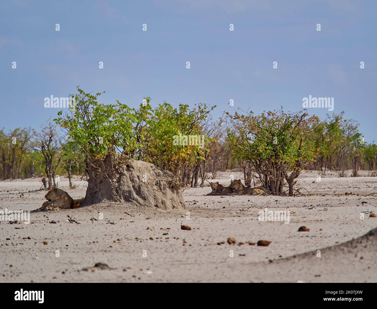 Group of lion in the shade of a small mopane tree at a water hole in ...