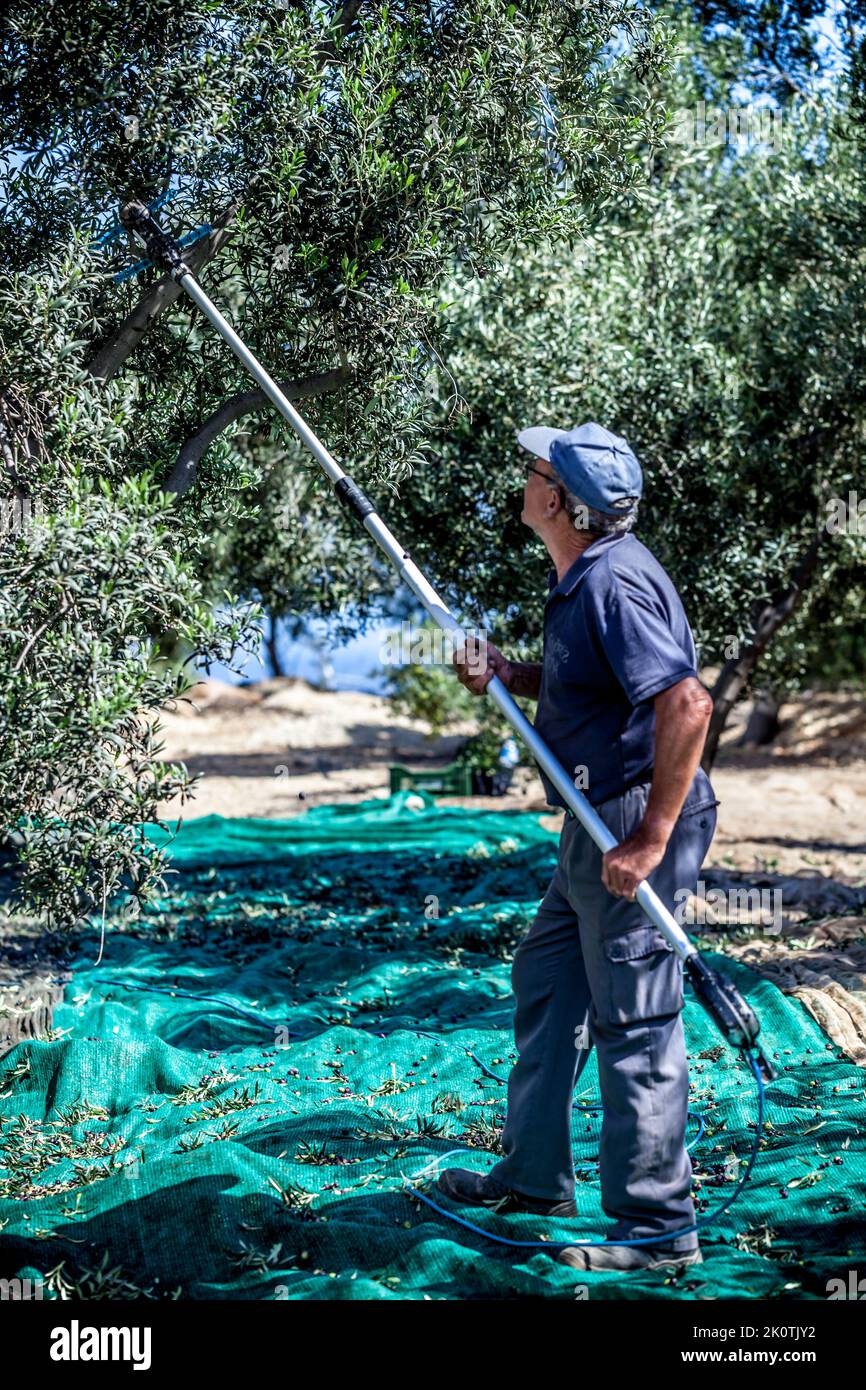 olive picking and processing Stock Photo - Alamy