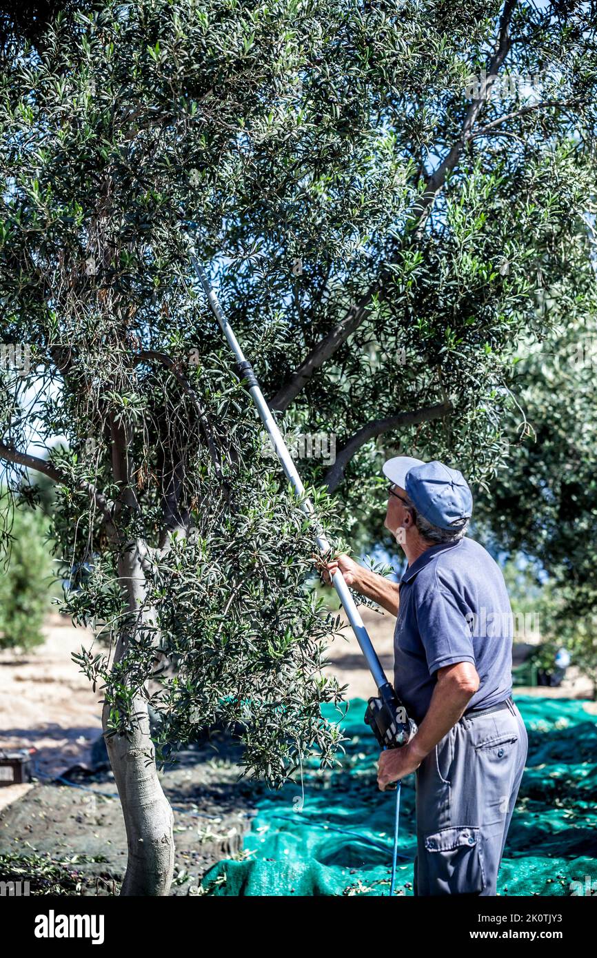 olive picking and processing Stock Photo - Alamy