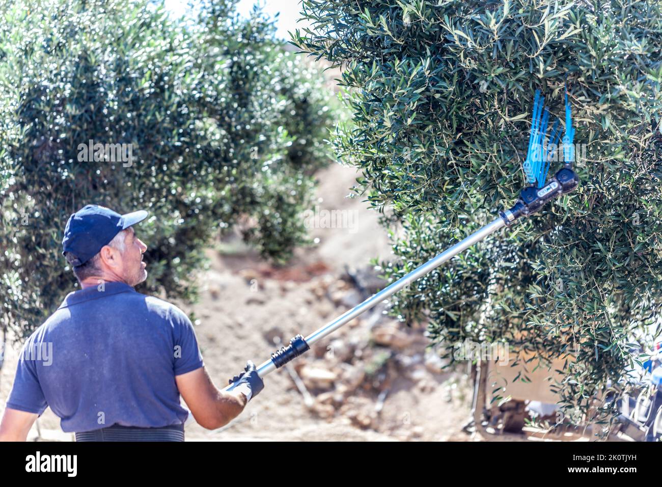 olive picking and processing Stock Photo - Alamy