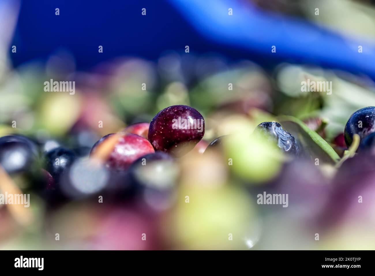 olive picking and processing Stock Photo - Alamy
