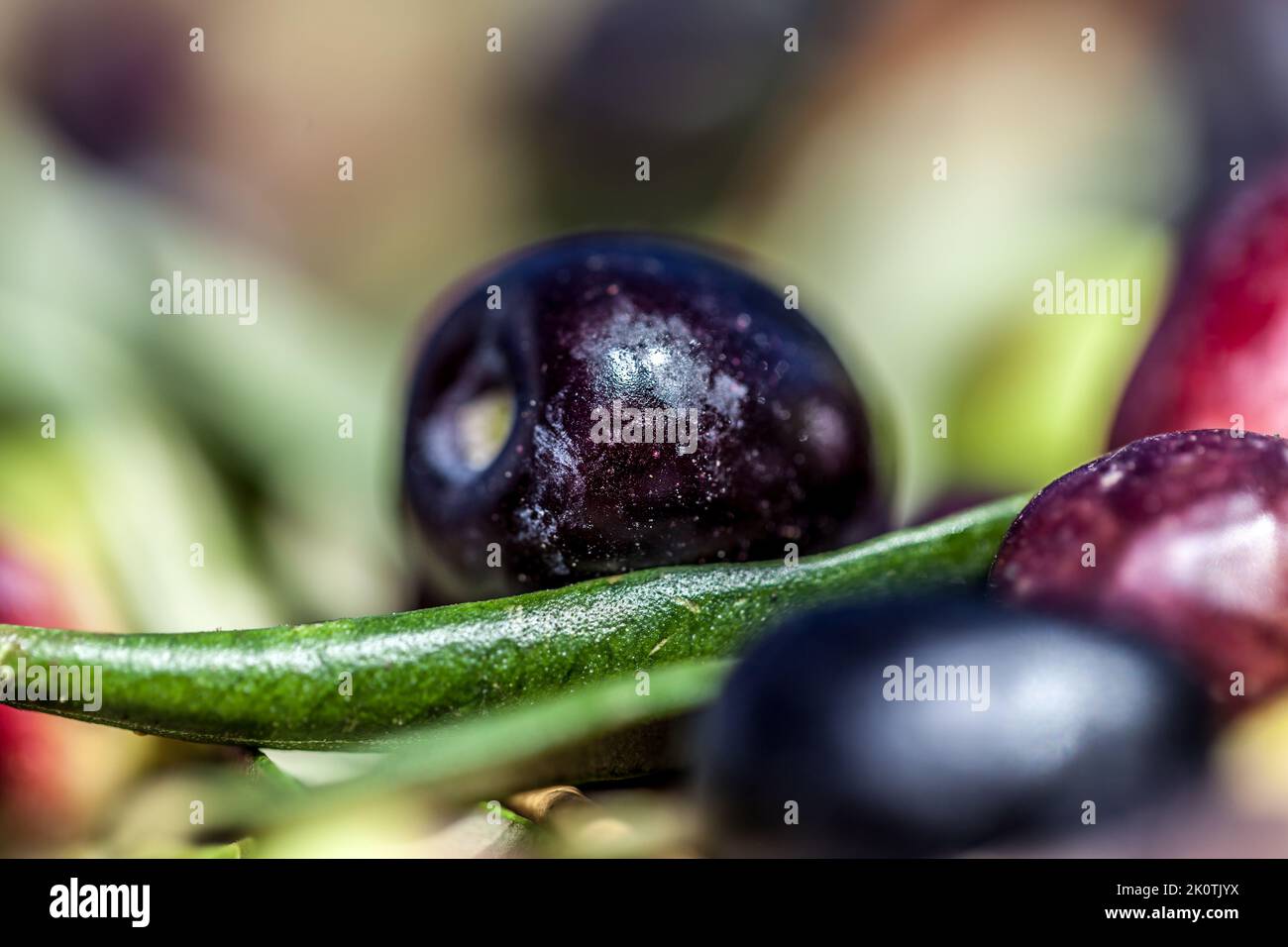 olive picking and processing Stock Photo - Alamy