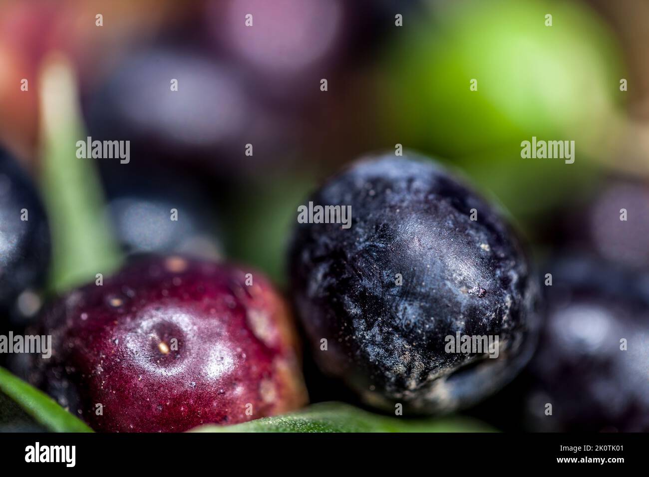 olive picking and processing Stock Photo - Alamy
