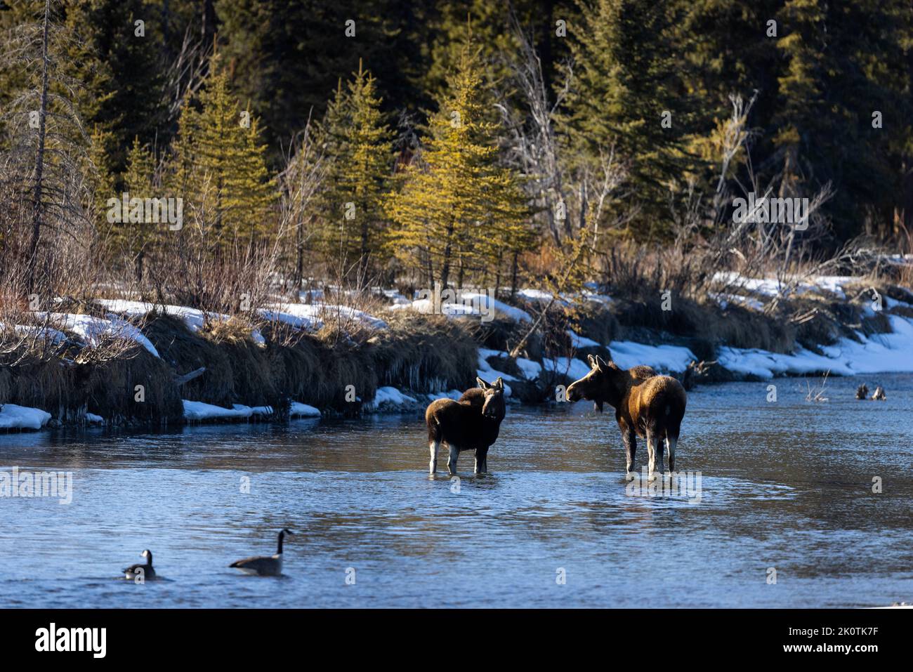 A cow moose and her young bull moose calf standing in the Snake River ...