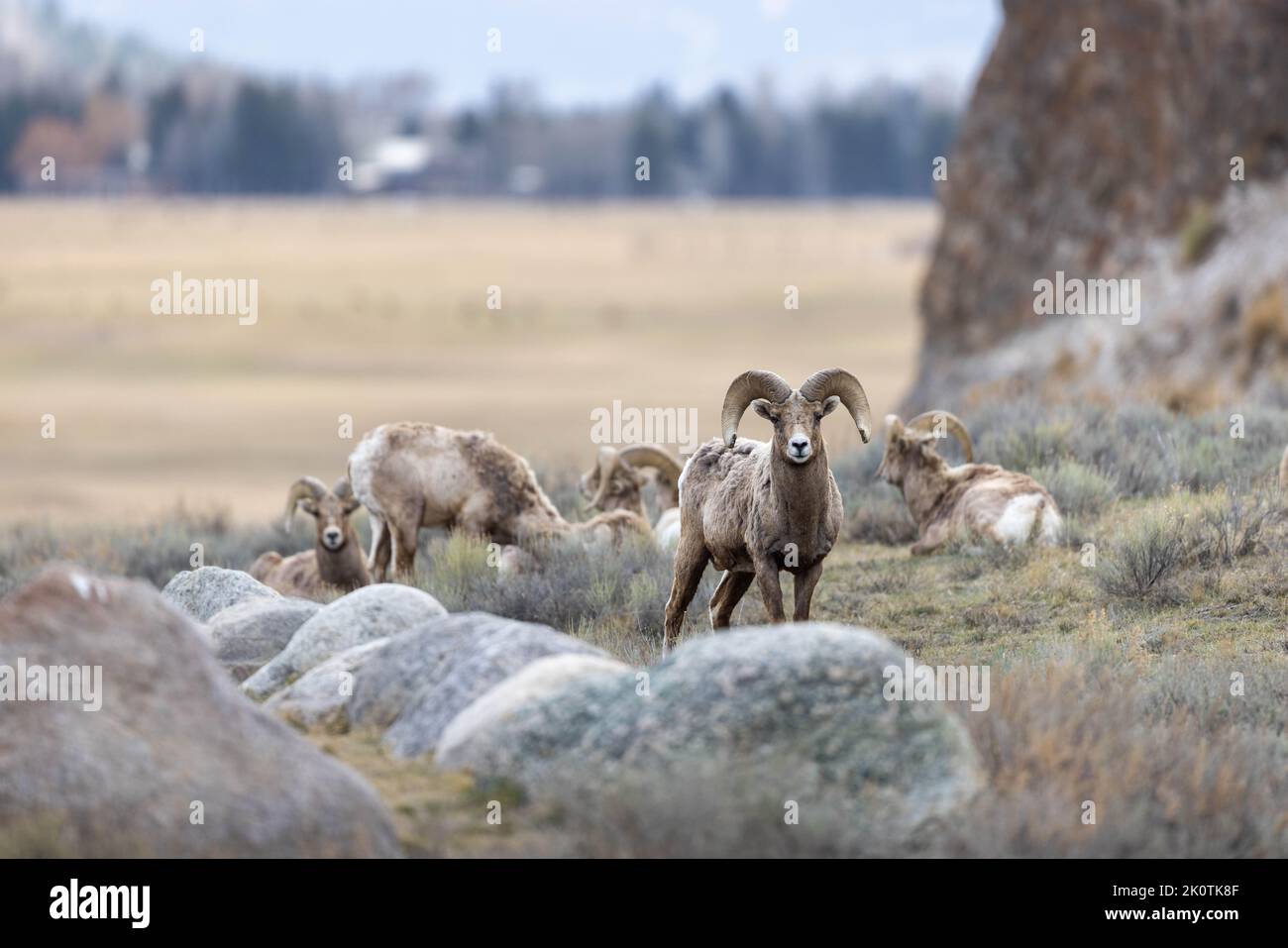 A bighorn sheep ram standing in front of a small herd above the open ...