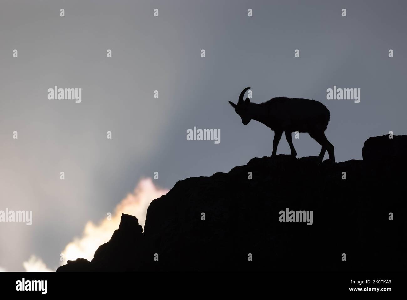 A young bighorn sheep ram silhouette walking on top of a rocky cliff on ...