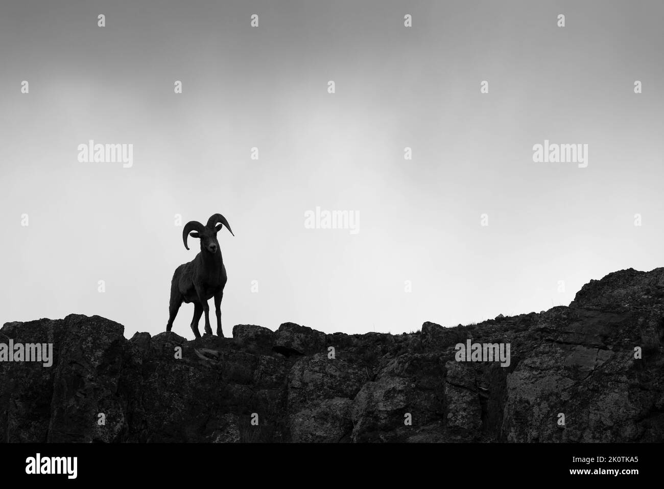 A bighorn sheep ram silhouetted against sunset on top of a rocky ...