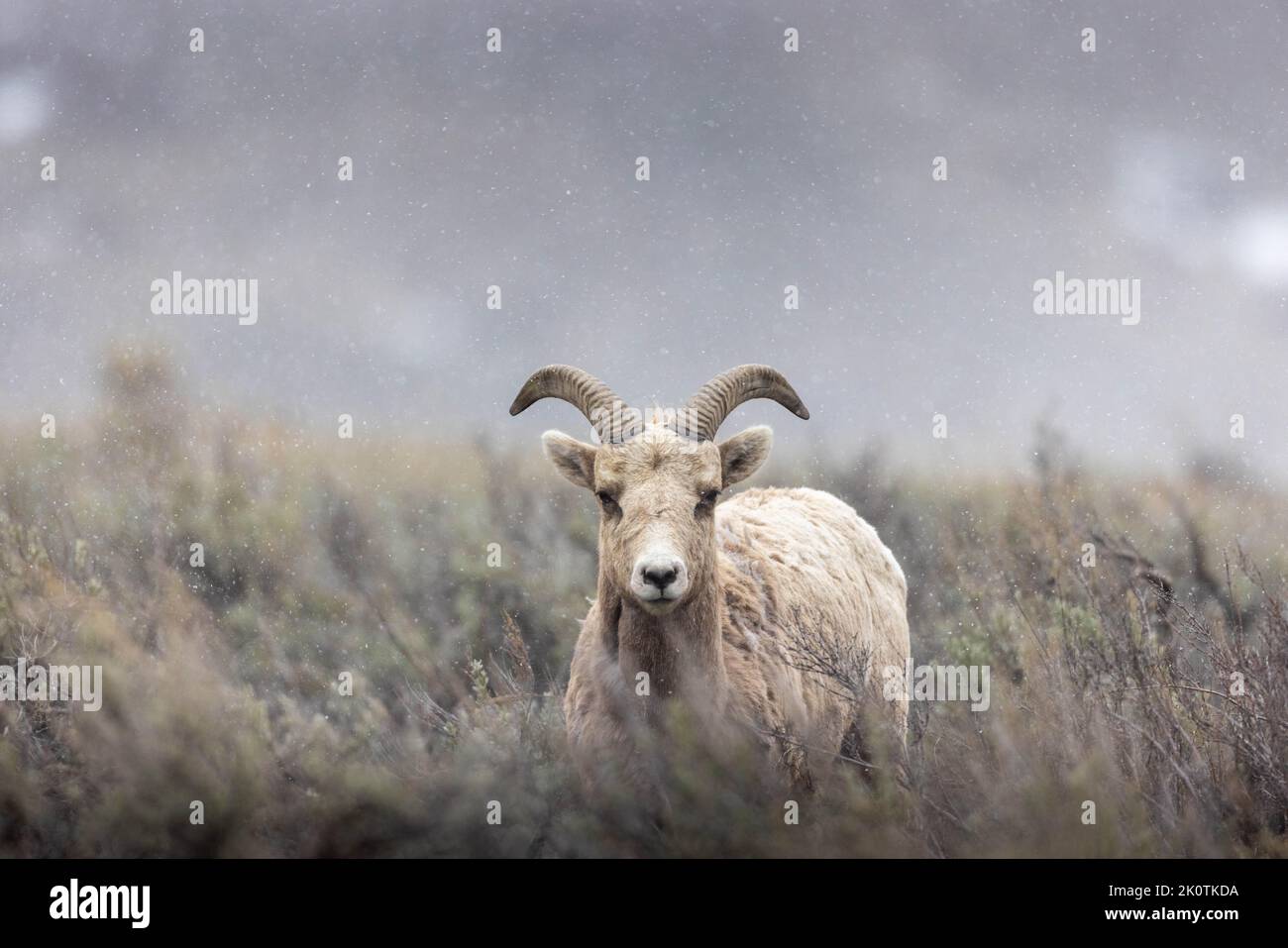 A young bighorn sheep ram standing in sagebrush as a snow shower falls ...