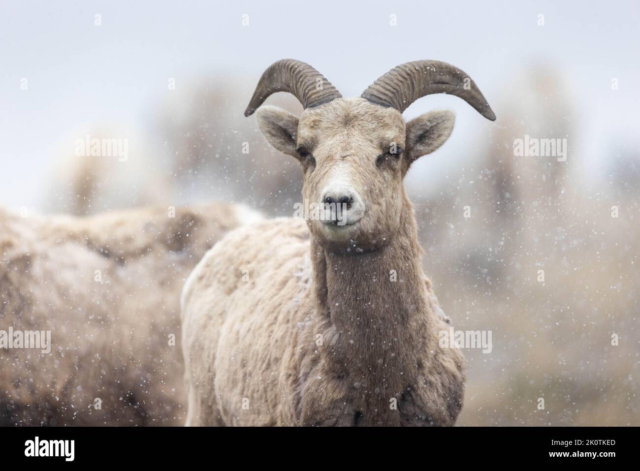 Snow showers falling on a young bighorn sheep ram and the other members ...