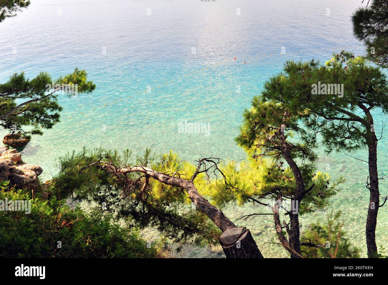 Pine tree branches framing the turquoise ocean of Croatia. Single ...