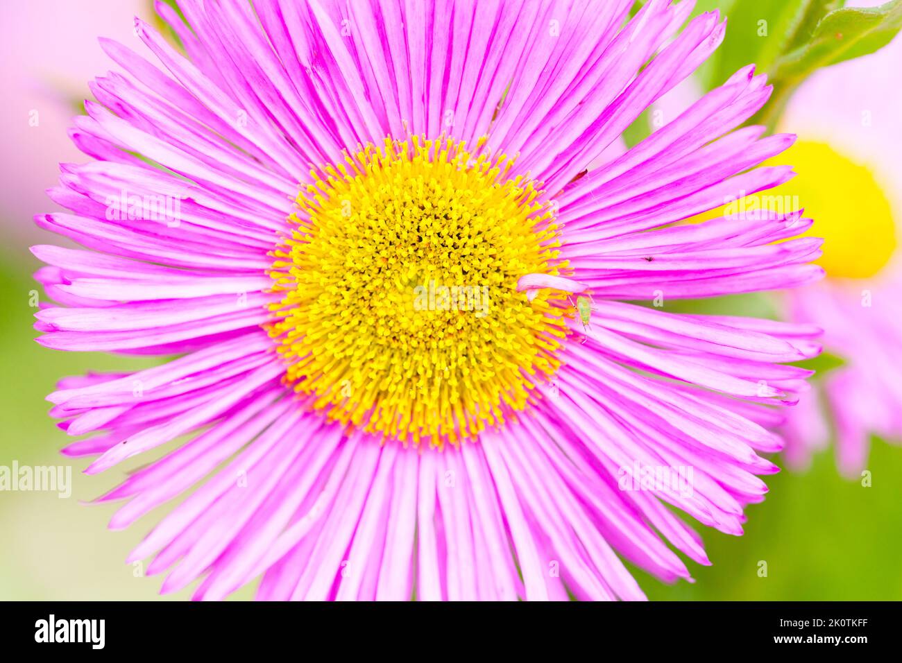 Mexican fleabane or Erigeron karvinskianus in flower. Pink with yellow ...