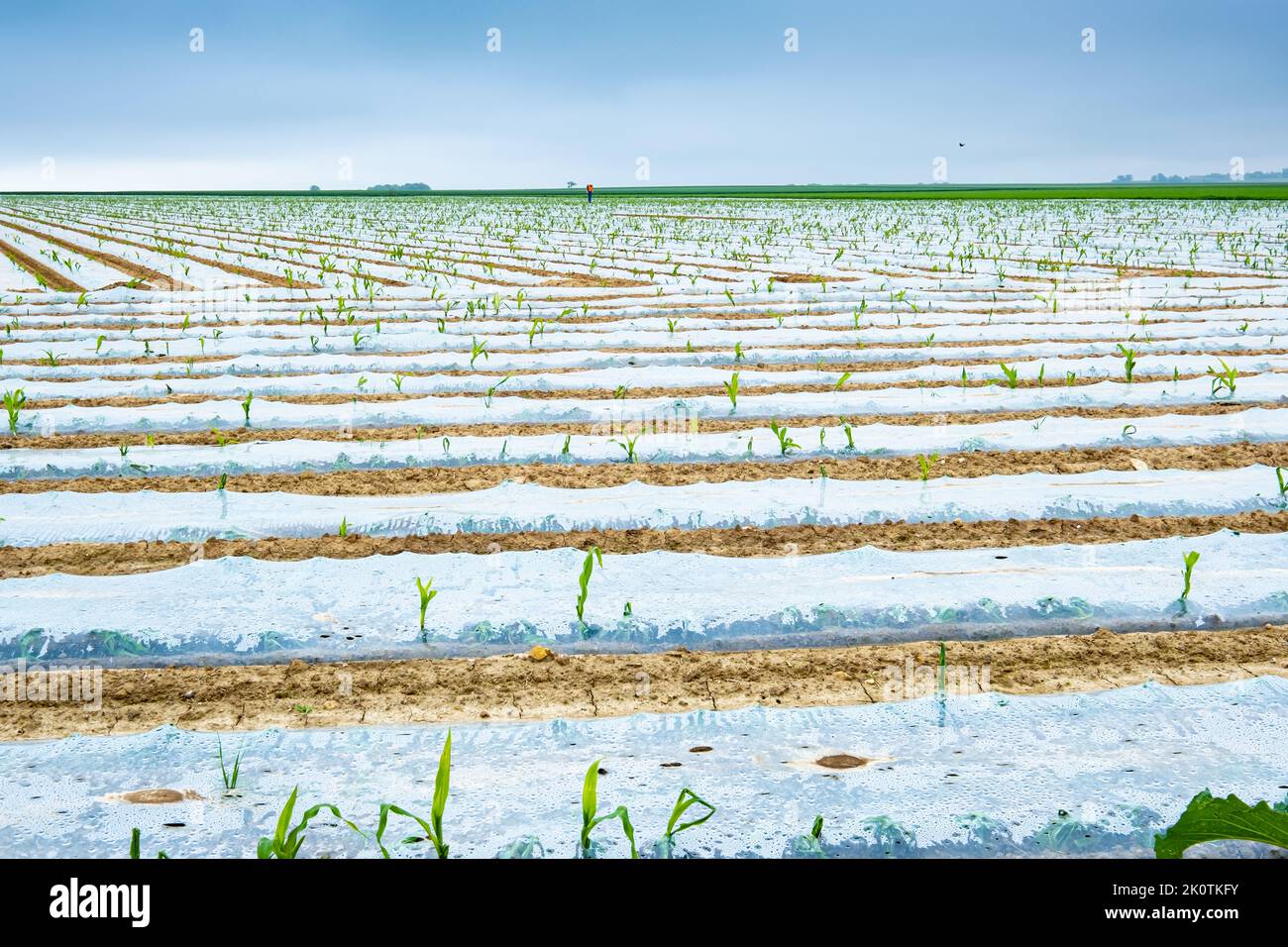 Young shoots green corn hi-res stock photography and images - Alamy