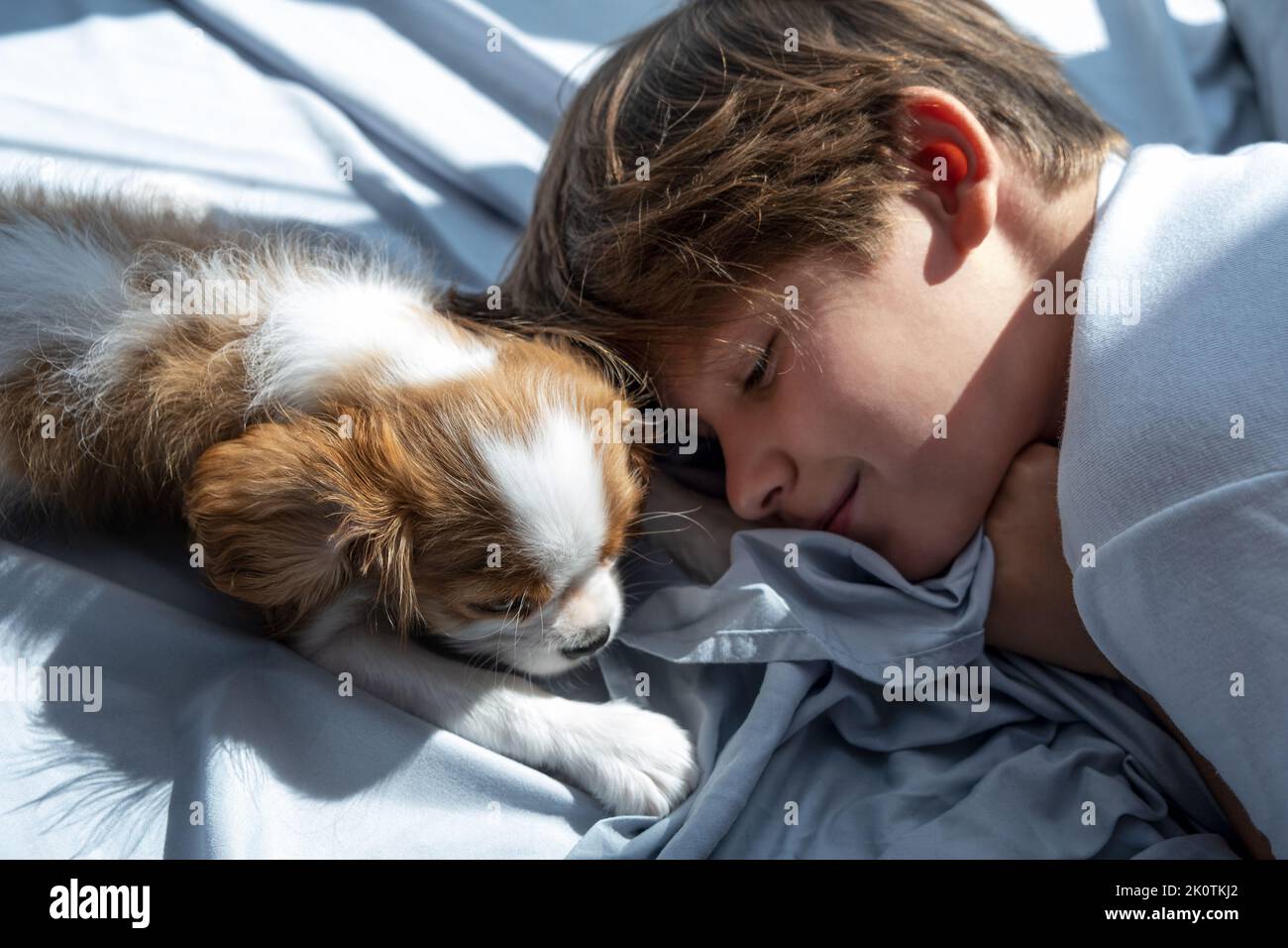 boy with a dog in an embrace lies in bed in morning. Sleep with pets ...