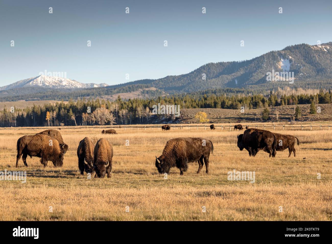 A scenic view of a herd of buffalo in an open field and a beautiful ...
