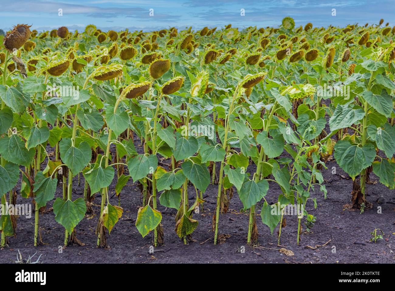 Day agriculture hi-res stock photography and images - Alamy