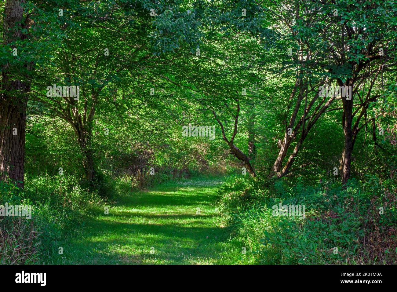 Sun dapplewd hi-res stock photography and images - Alamy