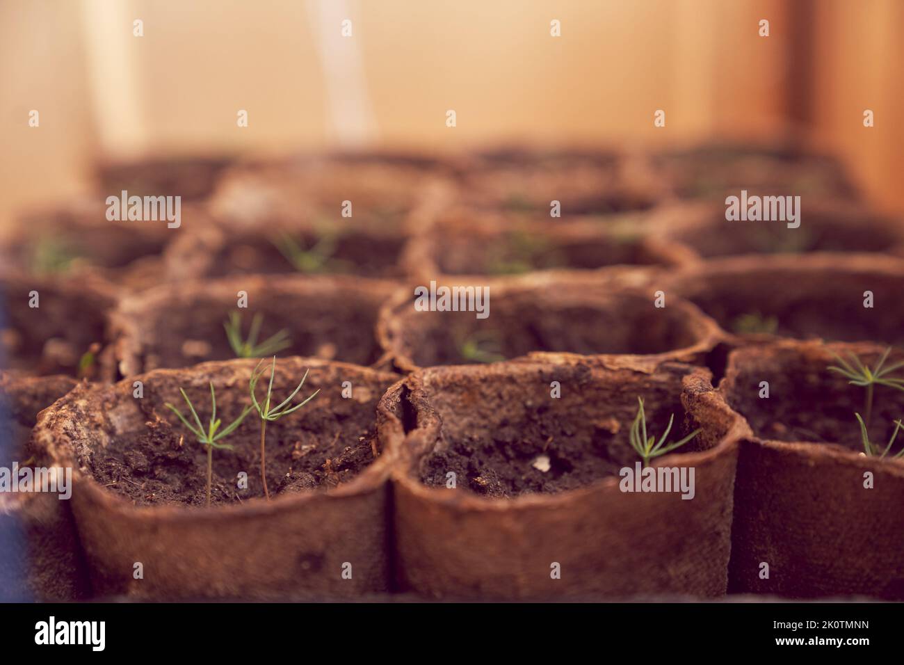Selective focus green seedlings of blue spruce in biodegradable pots on ...
