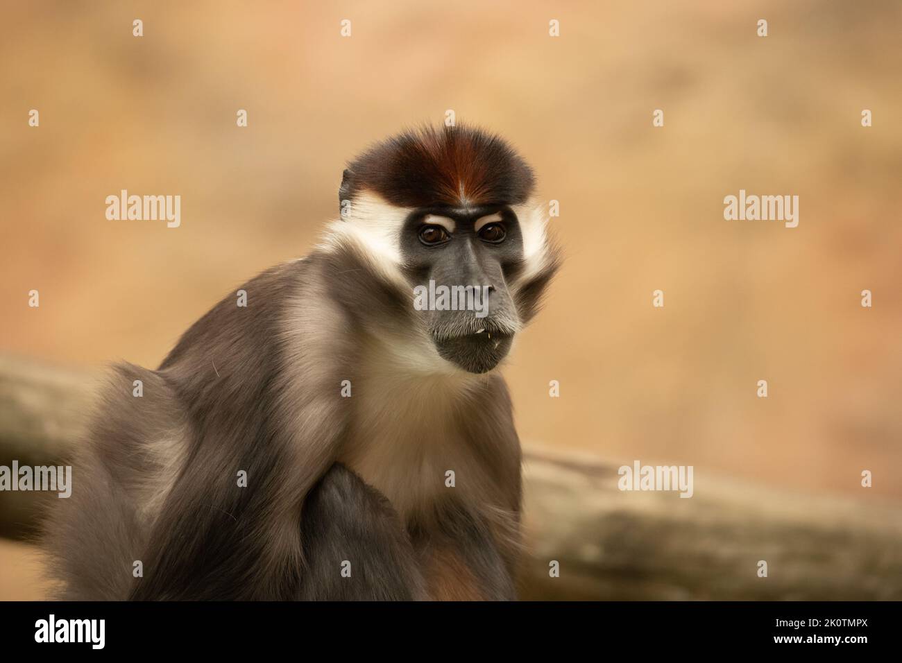 Cherry Crowned Collared Mangabey Monkey relaxing and yawning outside ...