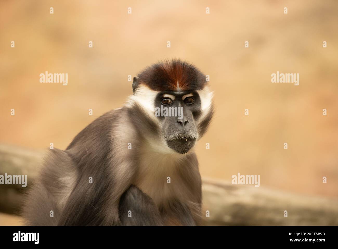 Cherry Crowned Collared Mangabey Monkey relaxing and yawning outside ...
