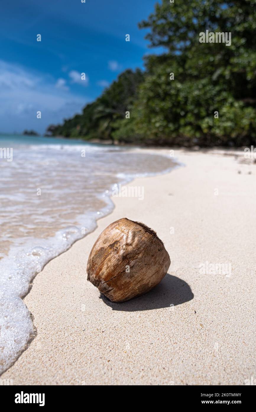 A dried coconut fruit on the seashore Stock Photo - Alamy