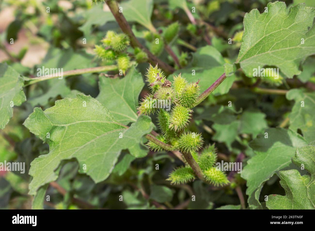 Xanthium (L. Xanthium) is used as a medicinal herb. These are his seed ...