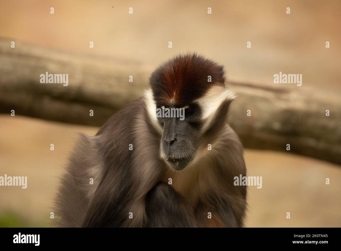 Cherry Crowned Collared Mangabey Monkey relaxing and yawning outside ...