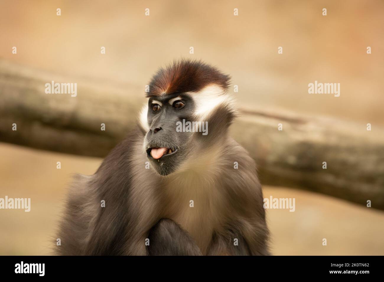 Cherry Crowned Collared Mangabey Monkey relaxing and yawning outside ...