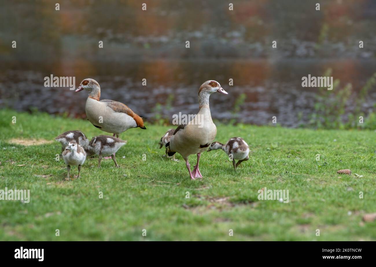 Amsterdam, Vondelpark at Netherlands. Ducks family on green grass next ...