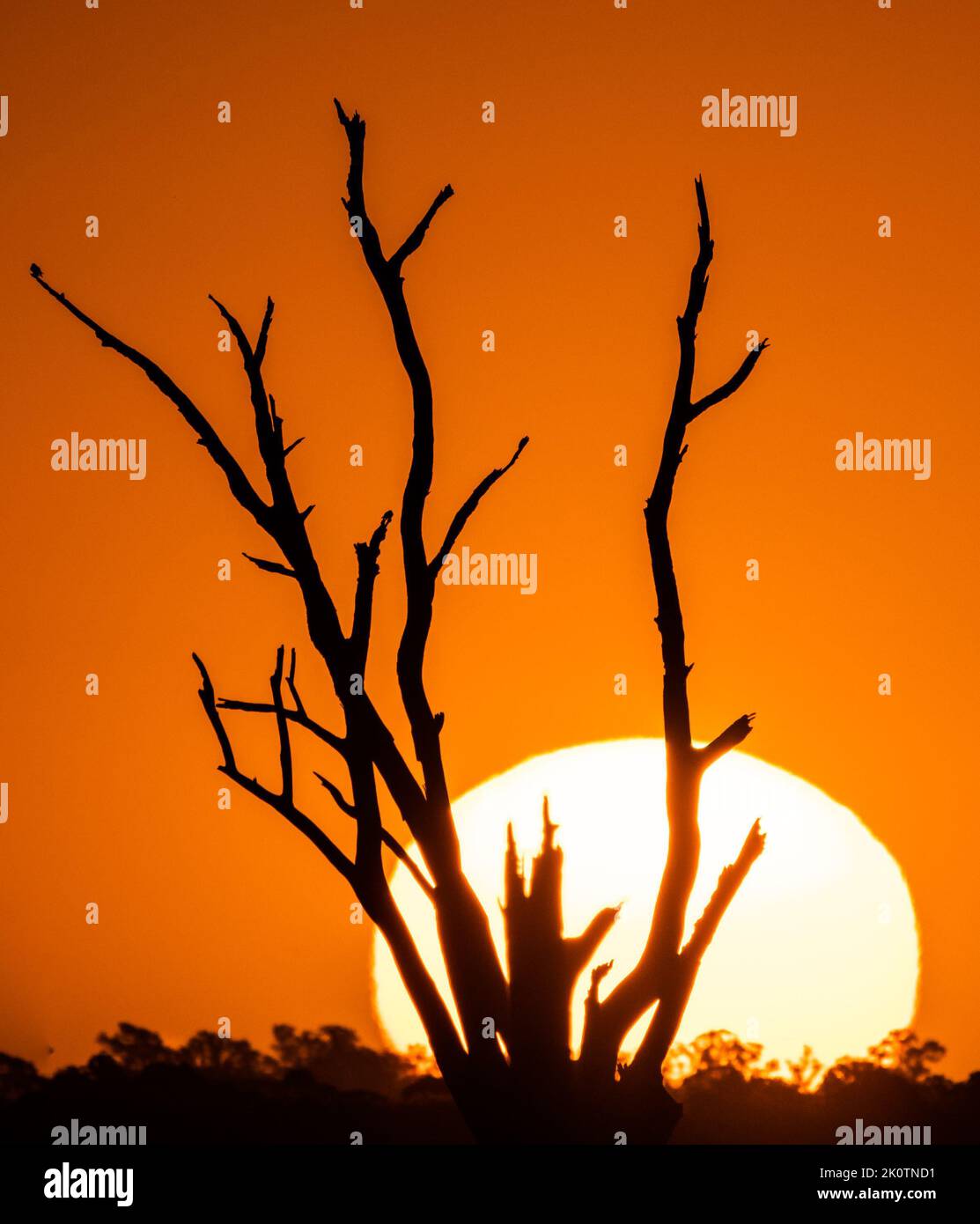 A mesmerizing view of a golden sunset over a leafless tree Stock Photo ...