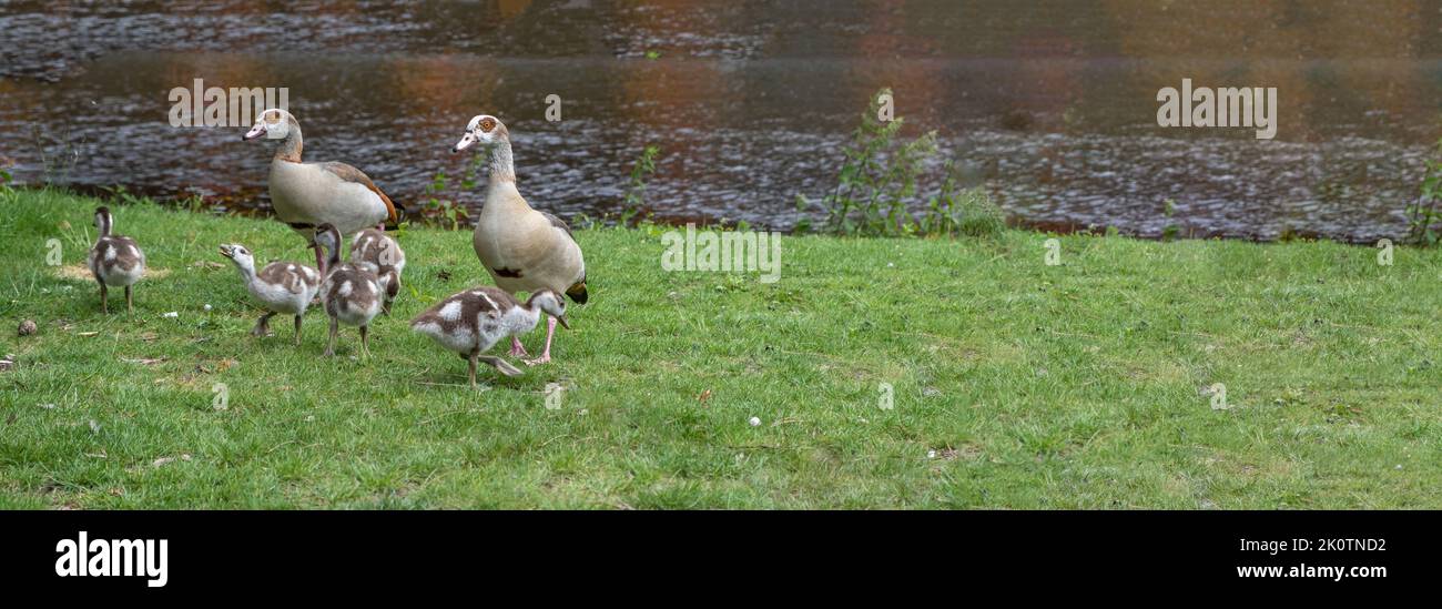 Amsterdam, Vondelpark at Netherlands. Ducks family on green grass next ...