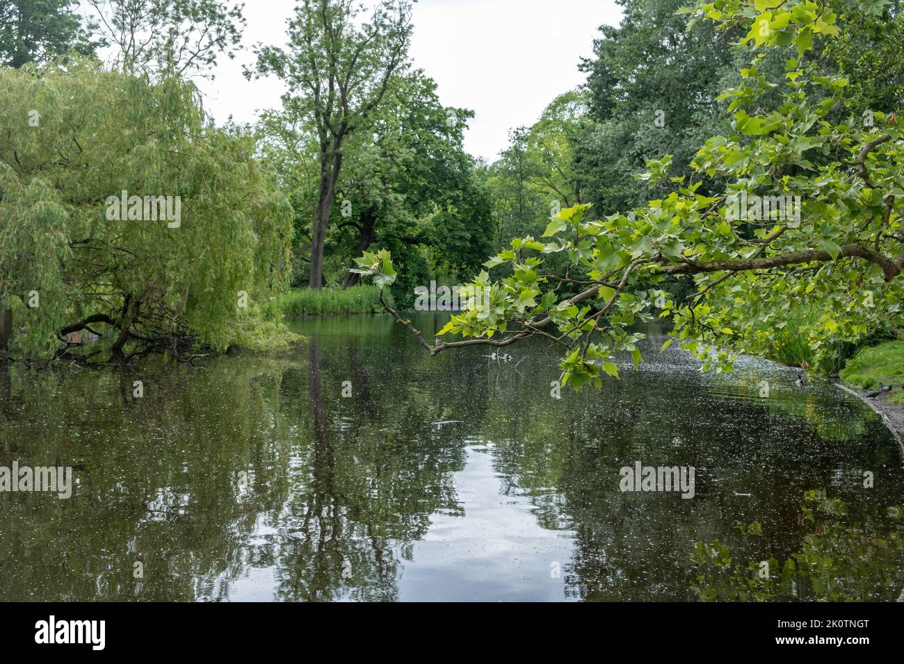 Vondel Park at Amsterdam Netherlands. Pond surrounded from plants ...