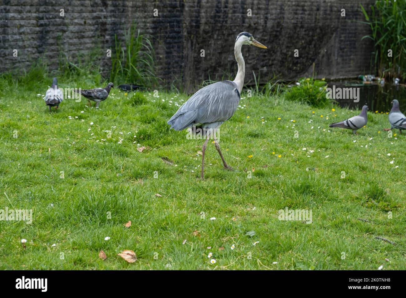 Amsterdam, Vondelpark at Netherlands. Grey Heron a long legged bird ...