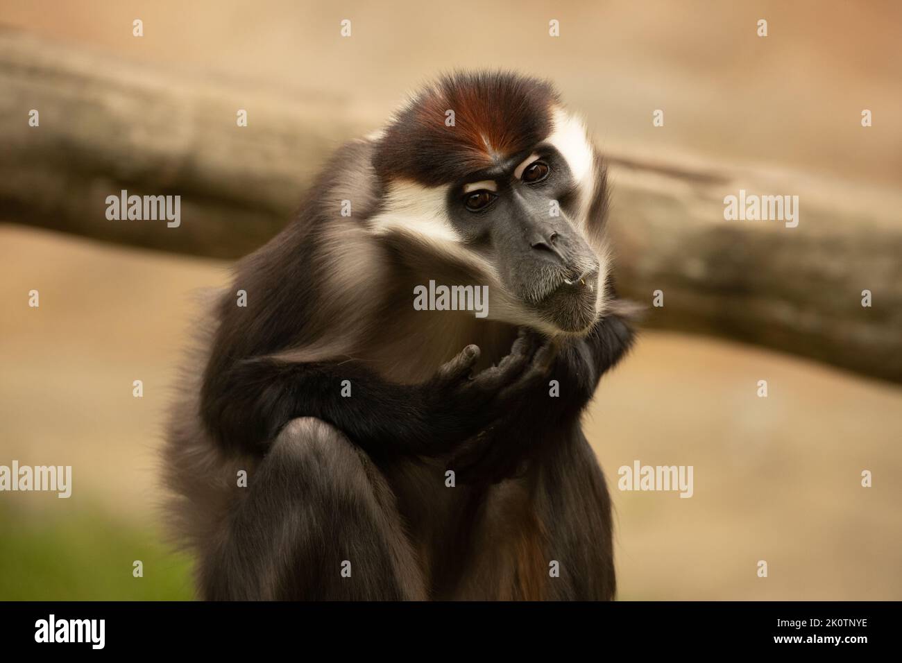 Cherry Crowned Collared Mangabey Monkey relaxing and yawning outside ...