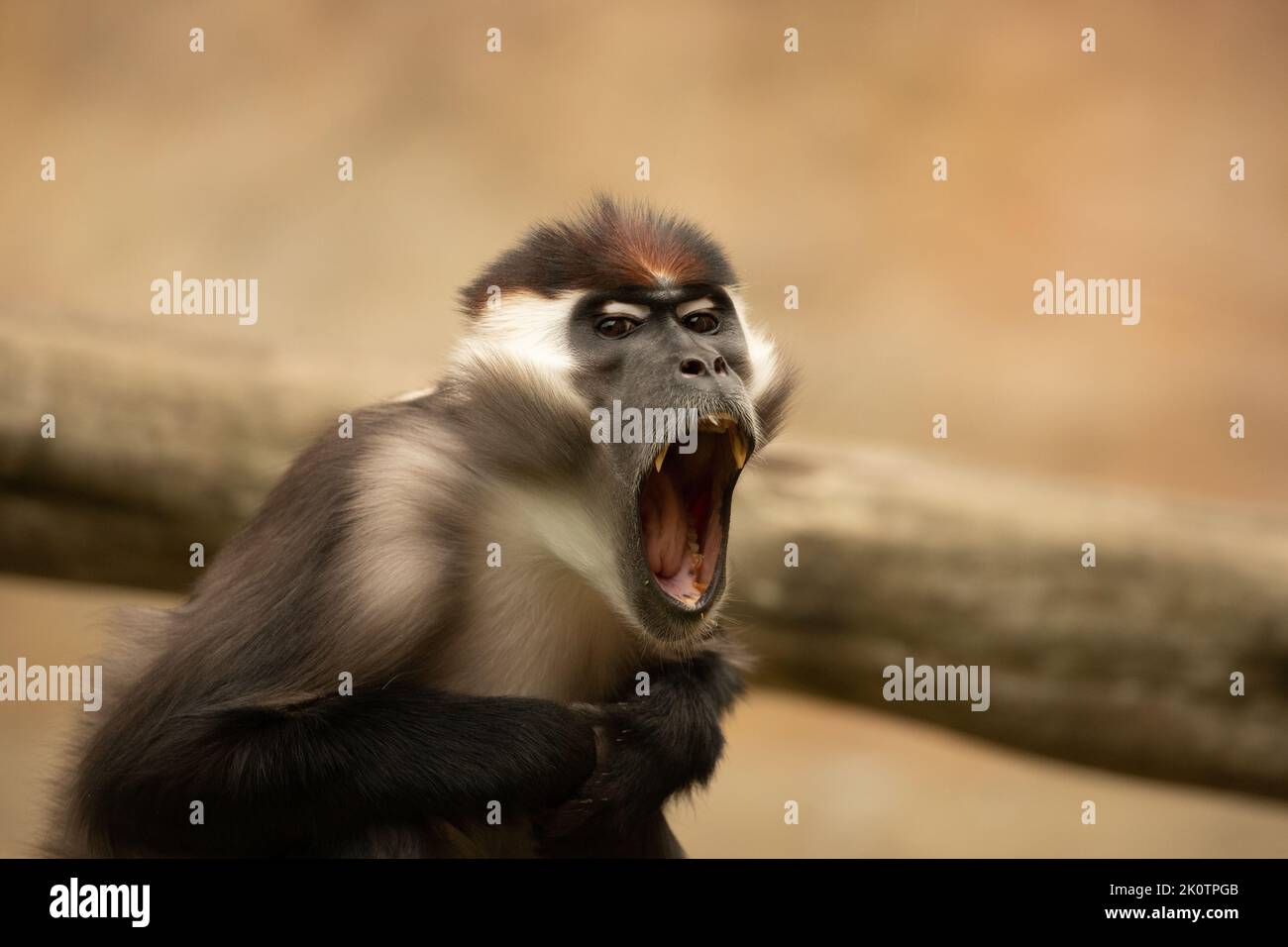 Red crowned mangabey red capped mangabey white collared hi-res stock ...