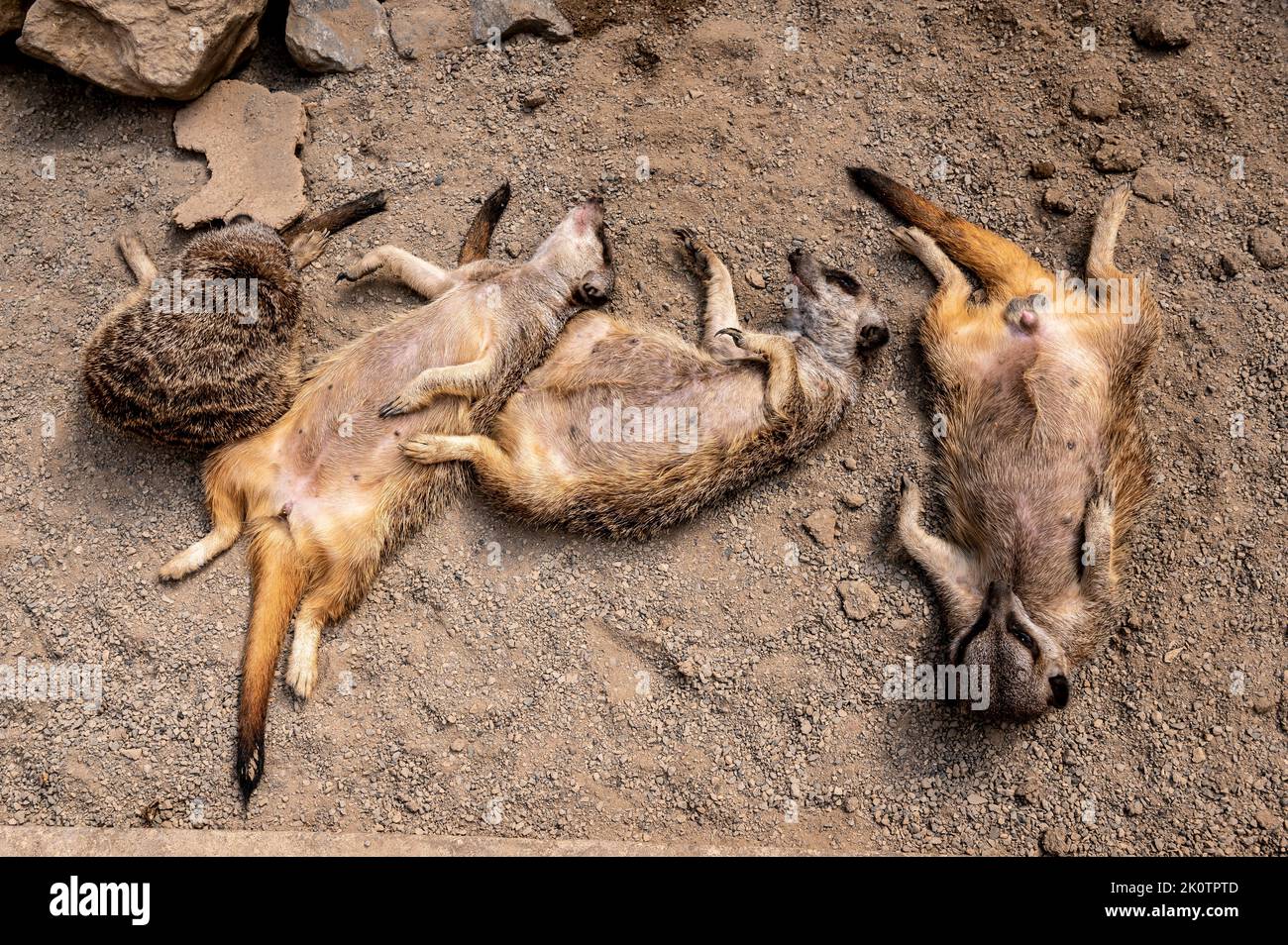 4 Meerkat's laying upside down Stock Photo - Alamy 4 Meerkat's laying upside down Stock Photo - Alamy