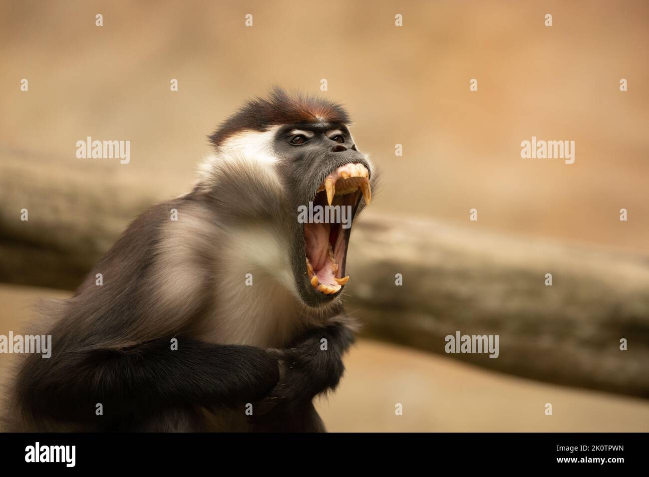Cherry Crowned Collared Mangabey Monkey relaxing and yawning outside ...