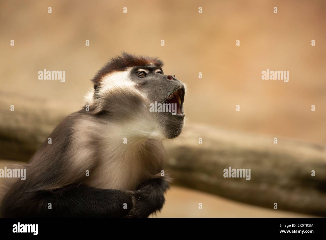 Cherry Crowned Collared Mangabey Monkey relaxing and yawning outside ...