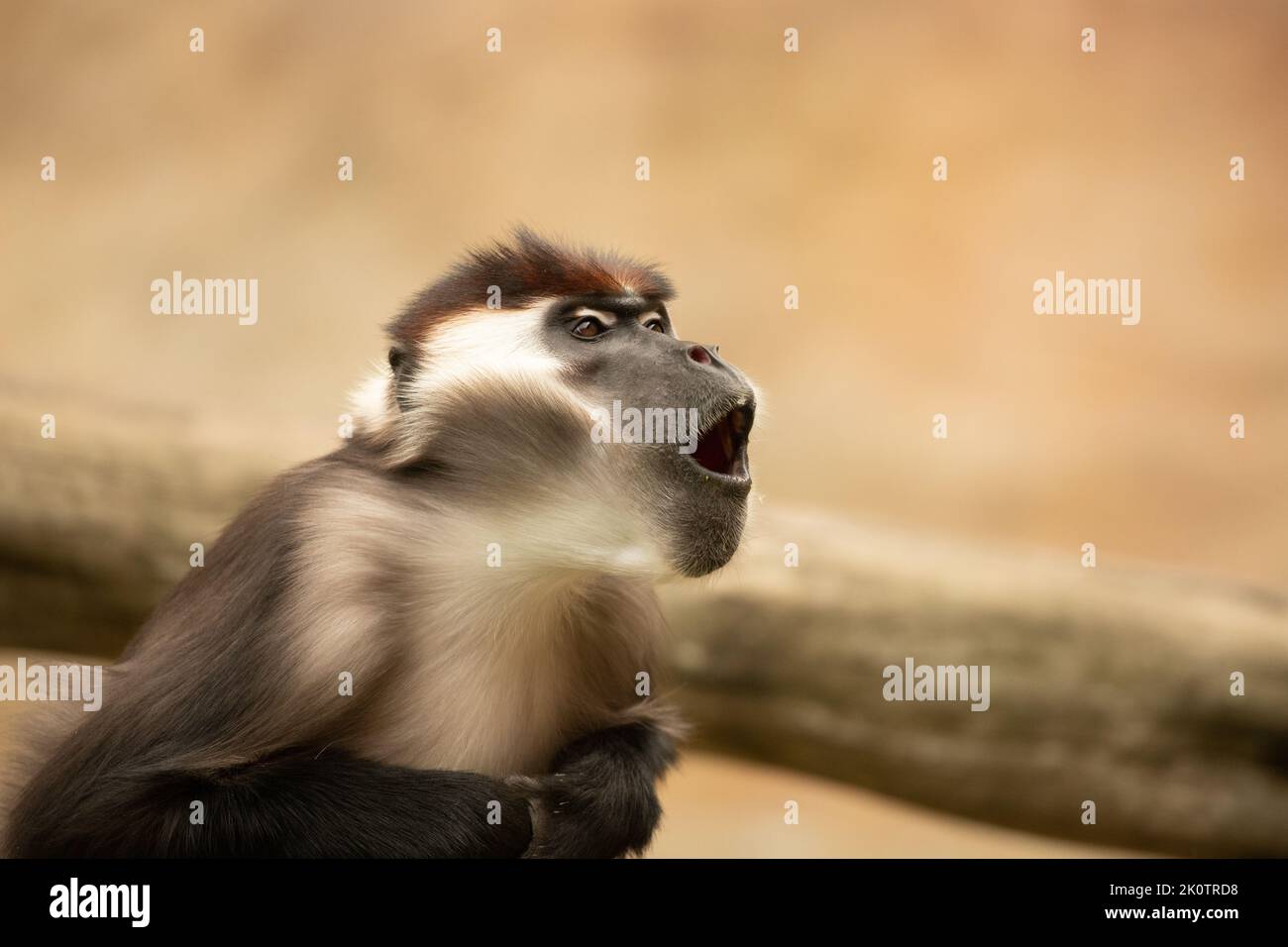 Red crowned mangabey red capped mangabey white collared hi-res stock ...