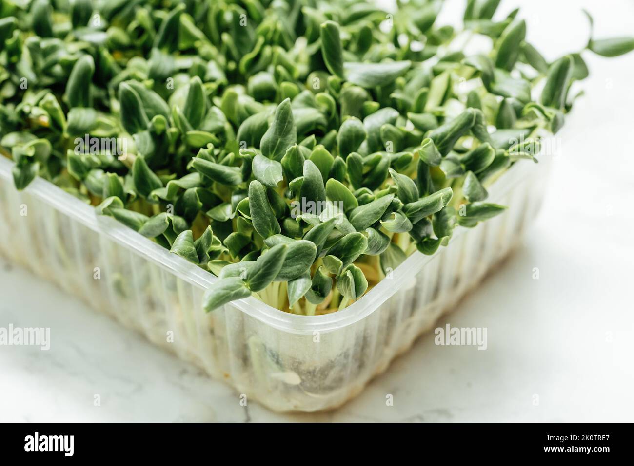 microgreen Foliage Background. Cucumber leaf sprout vegetables ...