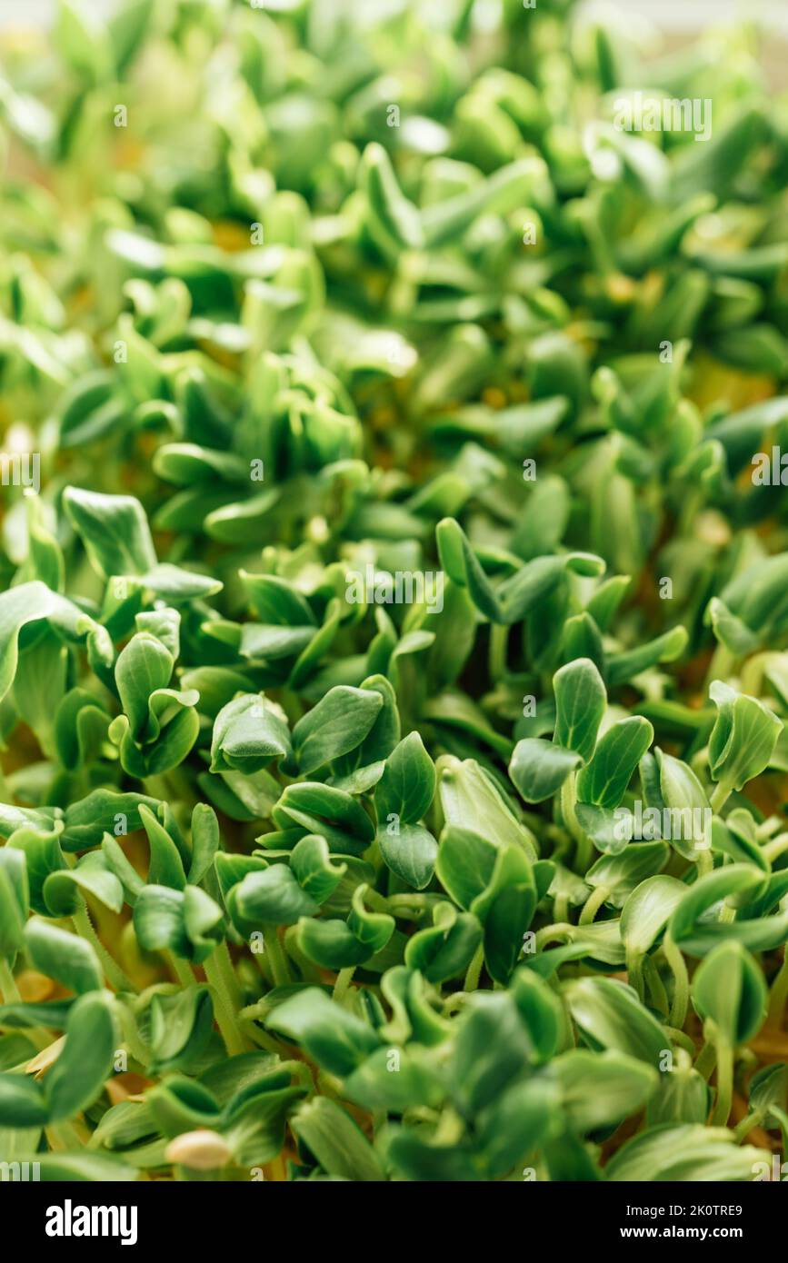 Microgreens mat hi-res stock photography and images - Alamy