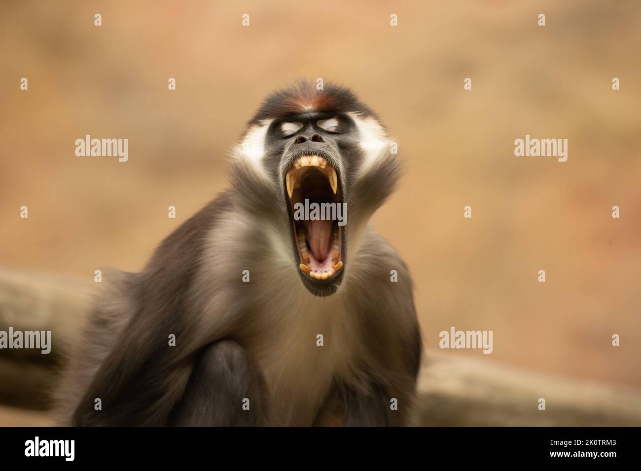 Cherry Crowned Collared Mangabey Monkey relaxing and yawning outside ...