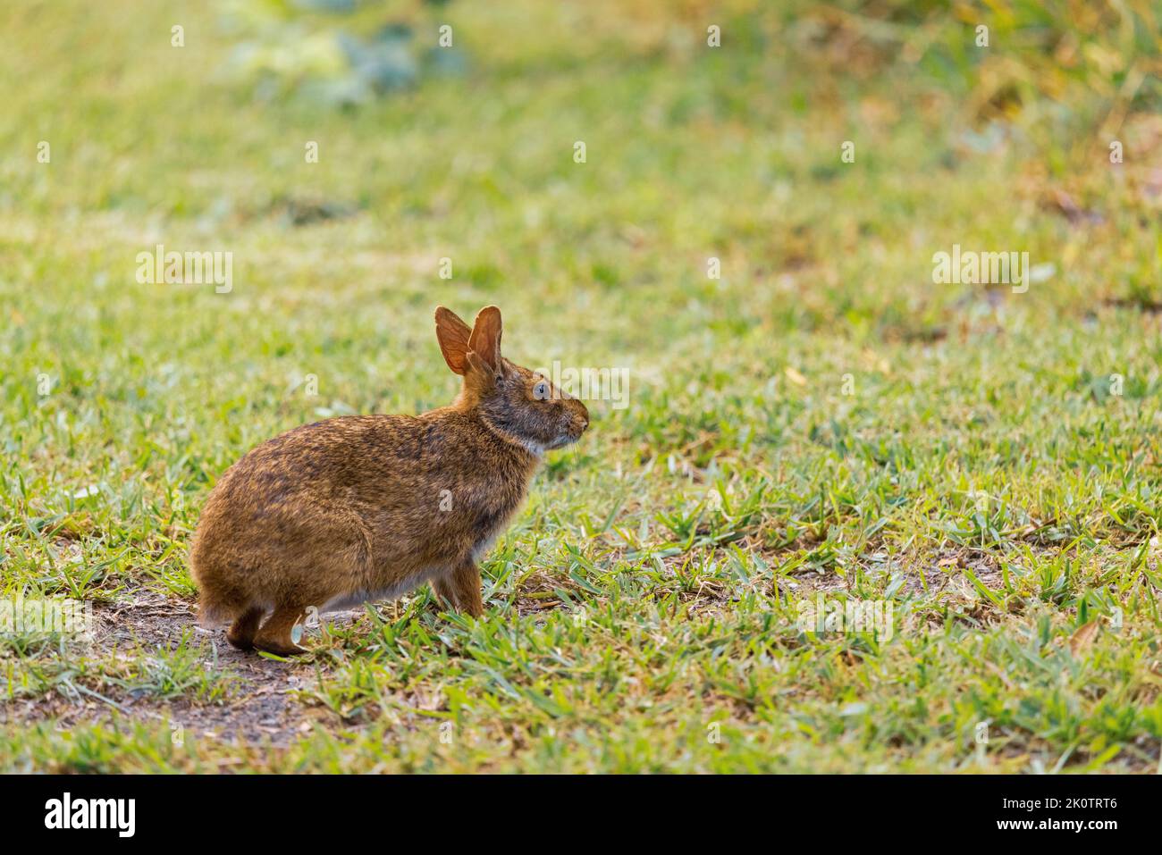 A wild brown rabbit on the grass in Surf City, North Carolina Stock ...