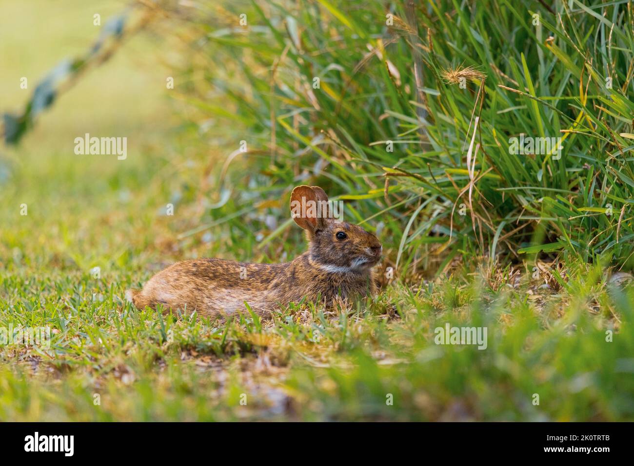 A wild brown rabbit laying on the grass in Surf City, North Carolina ...