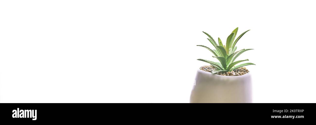 Banner.A green succulent plant in a modern round planter, highlighted ...