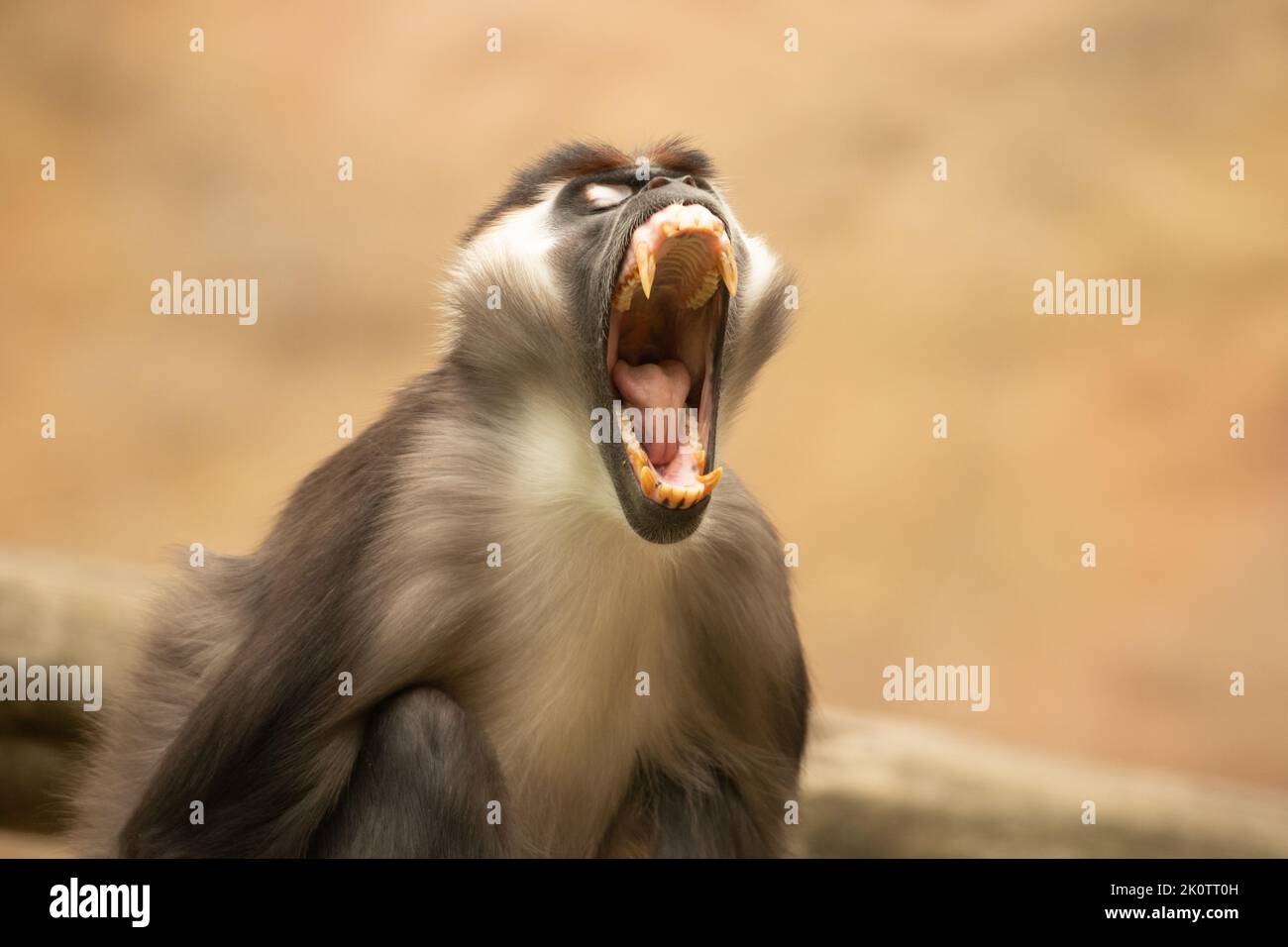 Giant monkey teeth hi-res stock photography and images - Alamy